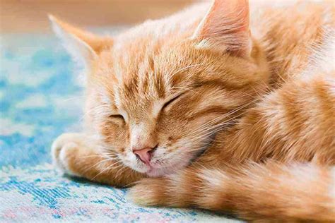 Nhiều Hình ảnh Con Mèo Vàng Với Nhiều Phong Cách Khác Nhau