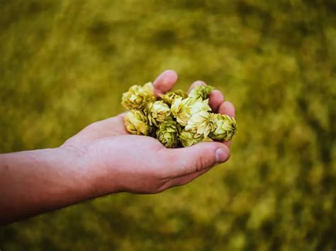 Alles Over HOP In Je Bier OngewoonLekker Com