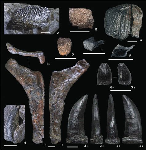 Stratigraphy Fossils And Depositional Environments Of The Upper Cretaceous Himenoura Group On