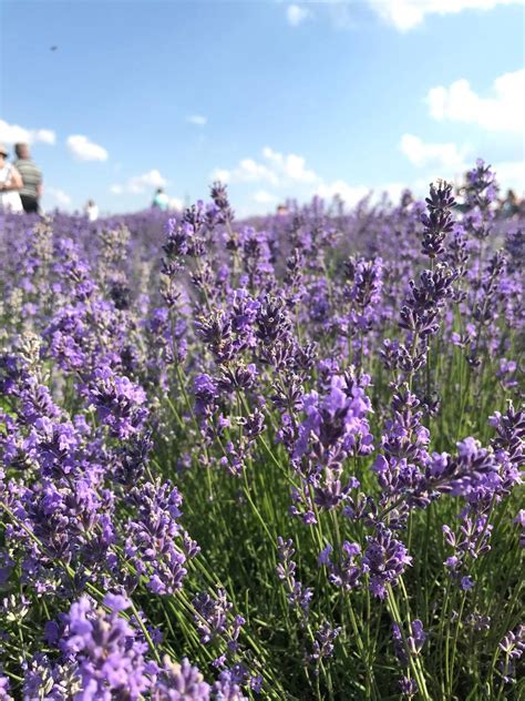 Тур Збараж Тернопіль Вишнівець лавандове поле Туроператор Відвідай
