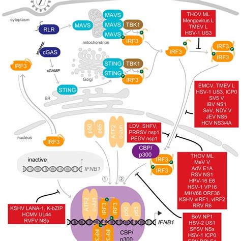 Viral Antagonists Of Phosphorylated Irf3 Viral Inhibitors Of