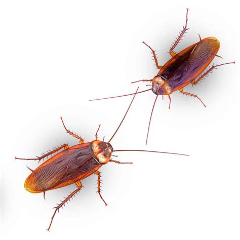 Do Roaches Come In When It Gets Cold Beatpests