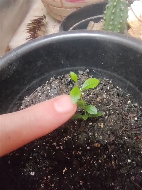 1 Month And 6 Months Old C Edulis R Druggardening