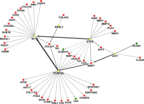 Tf Gene Regulatory Network For Gastric Cancer The Network Was Download Scientific Diagram