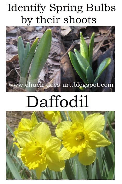 Chuck Does Art Identifying Bulbs Growing In Early Spring By Shoots