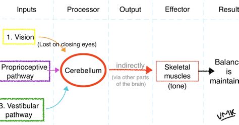 Medicowesome The Rombergs Test Does Not Test Cerebellar Function