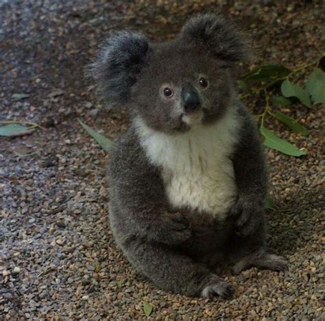 Pin Em Squishables Of The Furry Kind