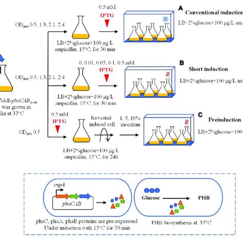Morphology Of Phb Films Produced By A C Necator Strain A 04 B
