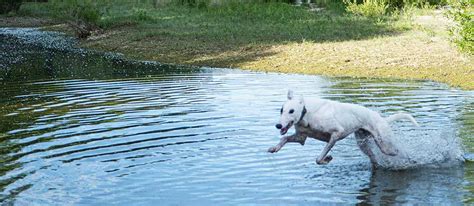 Essential Greyhound Training Tips For Owners