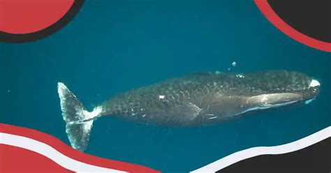 Scientists Use Ai To Track Bowhead Whale Songs In The Arctic