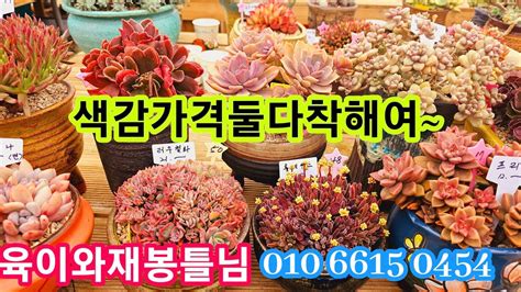 매니아육이와재봉틀님😘착한가격💥의예쁜얼굴파피스로즈철화라울금퍼플딜라이트짚시금나나후쿠미니멘도사🌼🌸23321