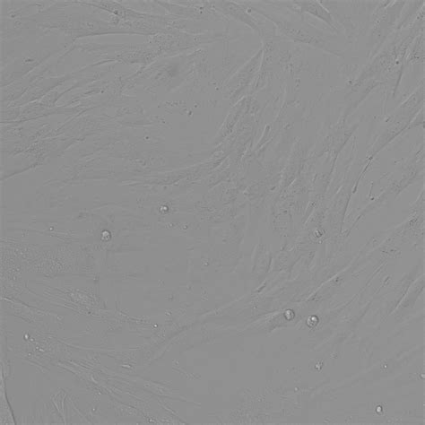 Hff 1 Cells