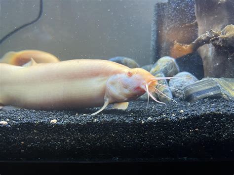 Could Anybody Help Determine The Sex Of My Two Dojo Loaches Thanks R Aquariums