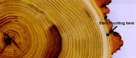 Tree Ring Exploration Maryland Sea Grant