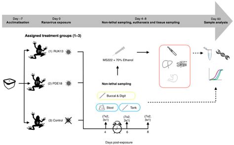 Non Lethal Detection Of Frog Virus 3 Like Ruk13 And Common Midwife