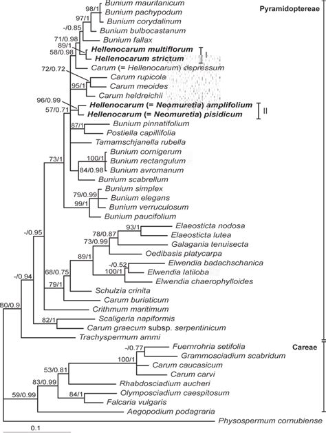 Bayesian Tree Obtained From Analysis Of Nrdna Its Sequences Only