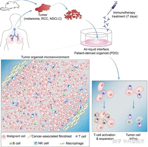单细胞测序与类器官的美丽邂逅，造就高水平的科研产出（上篇） 知乎
