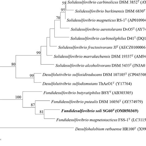 Maximum Likelihood Phylogenetic Tree Based On 16s Rrna Gene Sequence Download Scientific