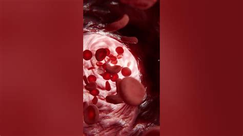 Eritrócitos Curiosidades Imunologia Stemcell Hematologia Medicina