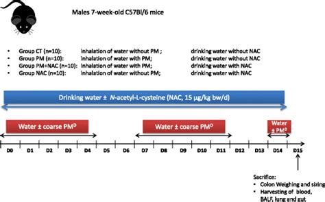 Experimental Design Of The Mouse Model Download Scientific Diagram