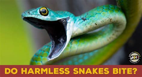 Do Harmless Snakes Bite African Snakebite Institute
