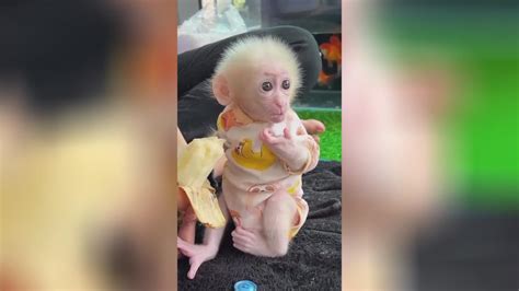 میمون بامزه کاربر 7810