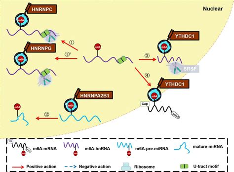 Reshaping The Role Of M6a Modification In Cancer Transcriptome A