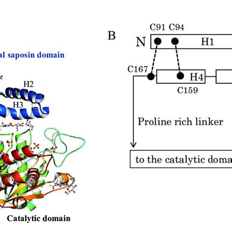 Genomic Exon 2 Sequences Of Smpd1 Gene In A Patient With Acid