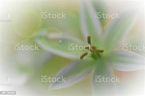 환상 디자인입니다 현대 예술입니다 마술 예술 Wallpaperdream 선 배경 화려한입니다 수채화 그림입니다 카드 초대장 및