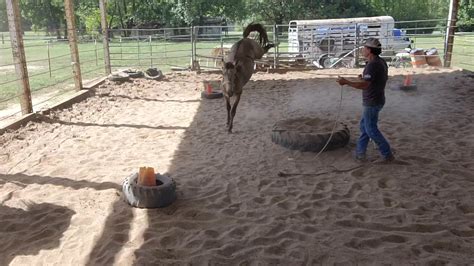 Lil Buck Flank Rope Eddie Landers Horses Facebook