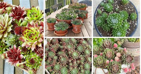 The Ultimate Guide To Hens And Chicks Succulent Care