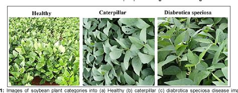 Figure 1 From Soybean Leaf Disease Identification Through Smart Detection Using Machine Learning