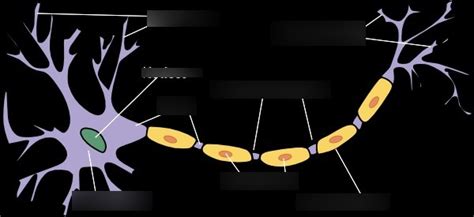 Nerve Cell Diagram Quizlet