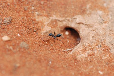Ants Guide What Ant Supercolonies Are How Long Ants Live And Just Why