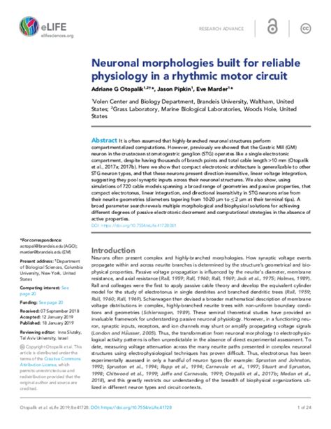 Pdf Neuronal Morphologies Built For Reliable Physiology In A Rhythmic Motor Circuit