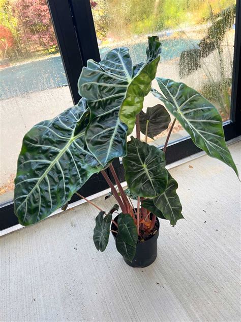 Alocasia Houseplant Care Tips