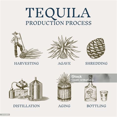 테킬라 생산 공정 라임 증류술 푸른 아가베 식물 배럴과 농부와 수확으로 촬영 된 유리 병 복고풍 포스터 또는 배너 새겨진 손으로 그린 빈티지 스케치 데킬라 독한 술에 대한
