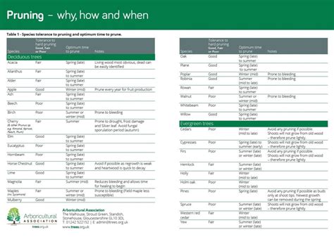 When To Prune Trees Canopy Tree Services