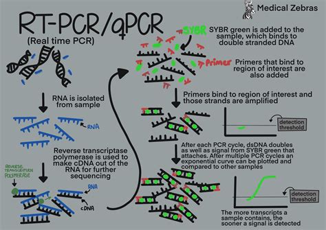 Qpcr Explained At Bruce Lohr Blog