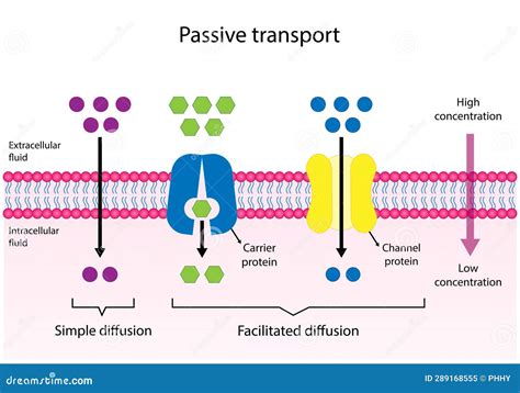 Facilitated Diffusion Or Passive Mediated Transport C Vrogue Co