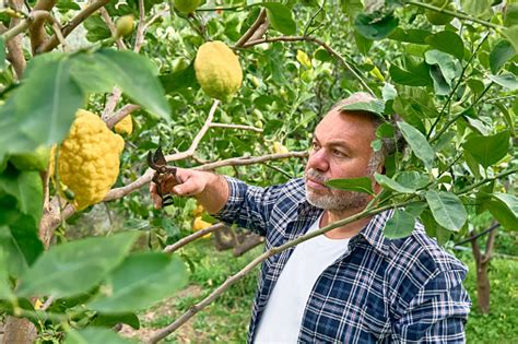 계절에 따라 나무 가지치기 숙성 수염 정원사는 가지 치기 가위와 레몬 나무를 가지치기 정원을 돌보는 트리 분기 절단 봄 원예 가지치기에 대한 스톡 사진 및 기타 이미지