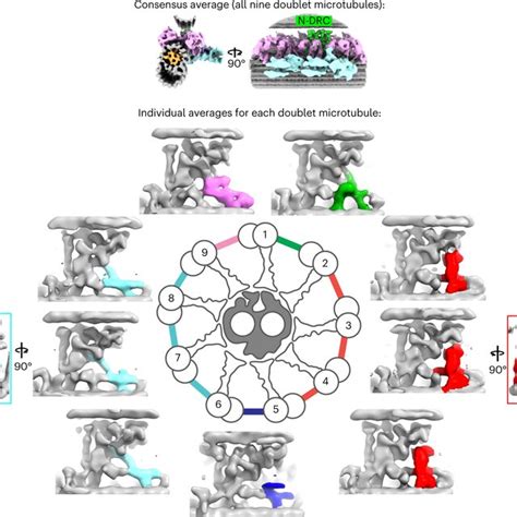 Asymmetric Distribution Of Sperm Specific Features In N Drcs From The Download Scientific