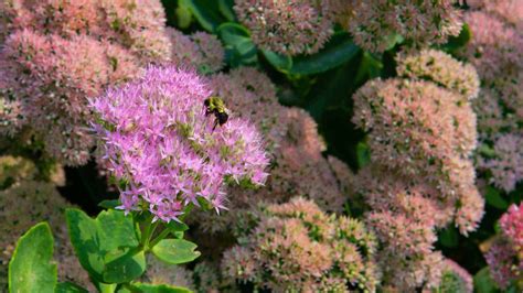 How To Plant Grow And Care For Stonecrop Sedum