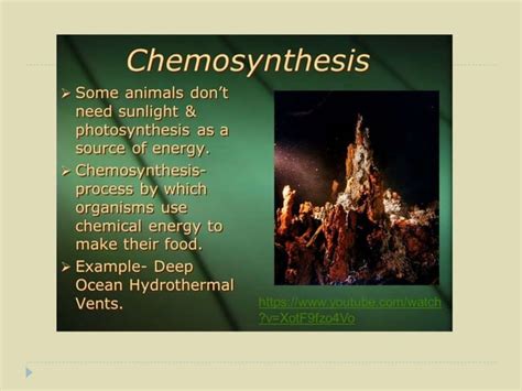 Photosynthesis And Chemosynthesis Pptx