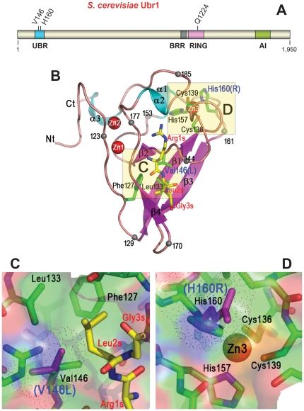 Ubiquitin Ligases Of The N End Rule Pathway Assessment Of Mutations In Ubr1 That Cause The