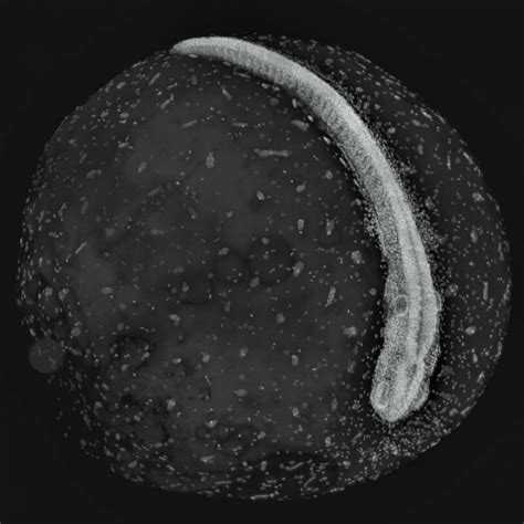 In Killifish Diapause Protects Life From Nor Eurekalert