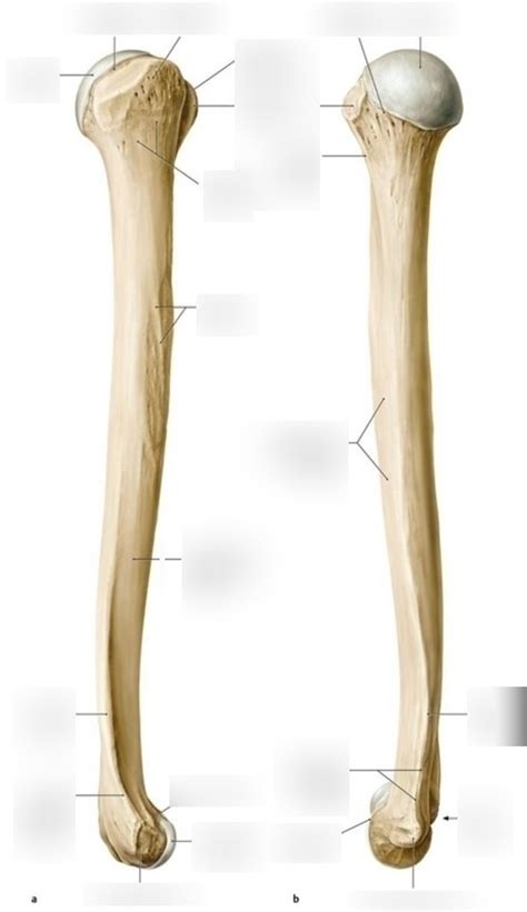 Humerus 1 Diagram | Quizlet