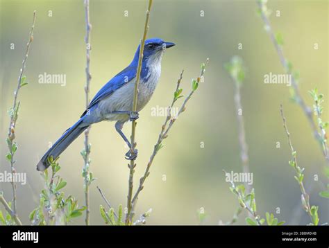 Island Scrub Jay Aphelocoma Insularis Santa Cruz Island California