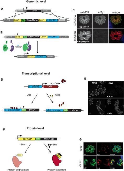 Comparative Analysis Of Inducible Knockout Systems And Their Download Scientific Diagram