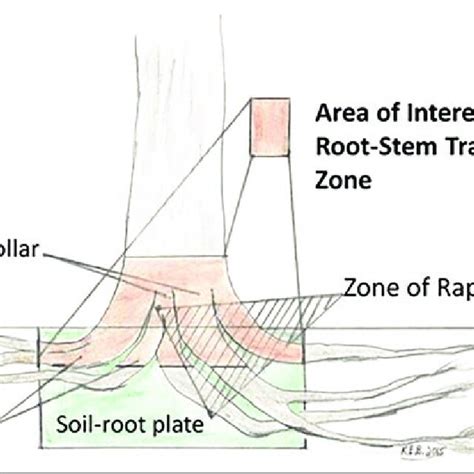 The Root Stem Transition Zone Rstz Download Scientific Diagram